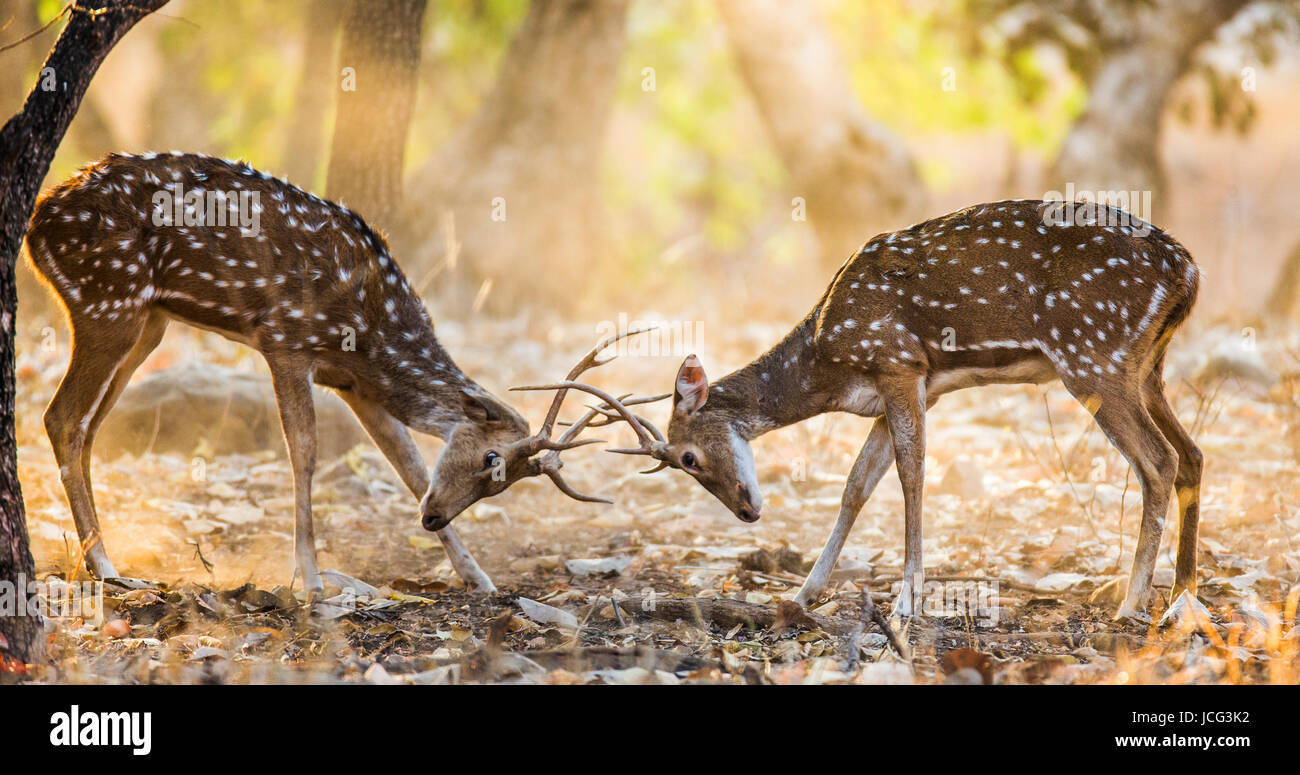 Two deer are fighting each other in the mating season in the wild ...