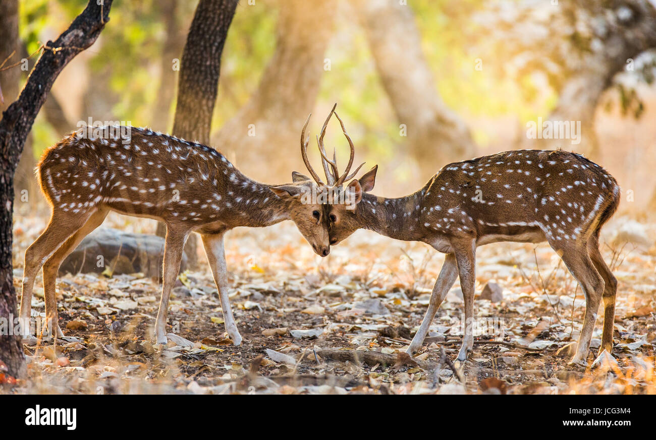 Fighting sambar hi-res stock photography and images - Alamy