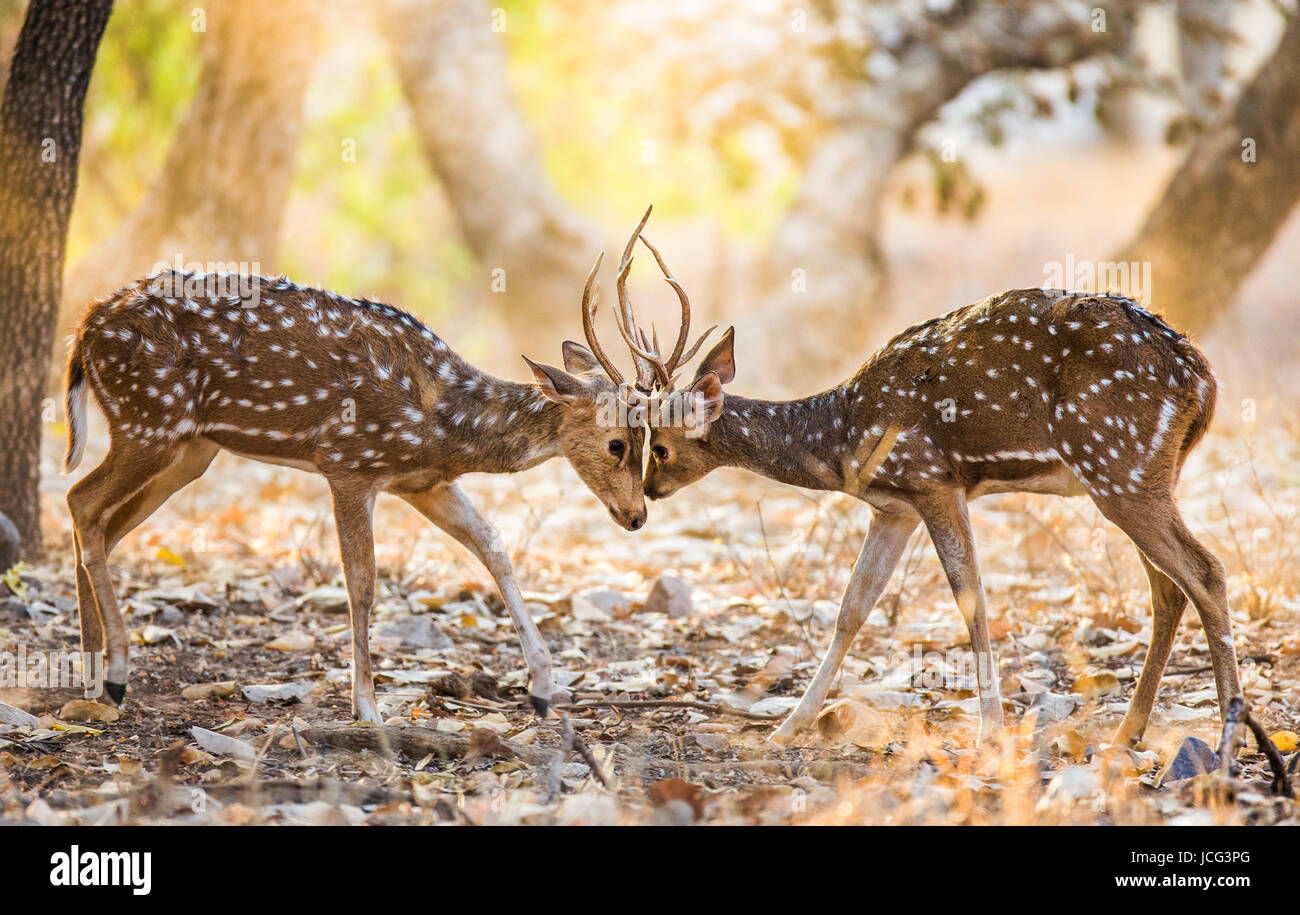 Deer fighting hi-res stock photography and images - Alamy