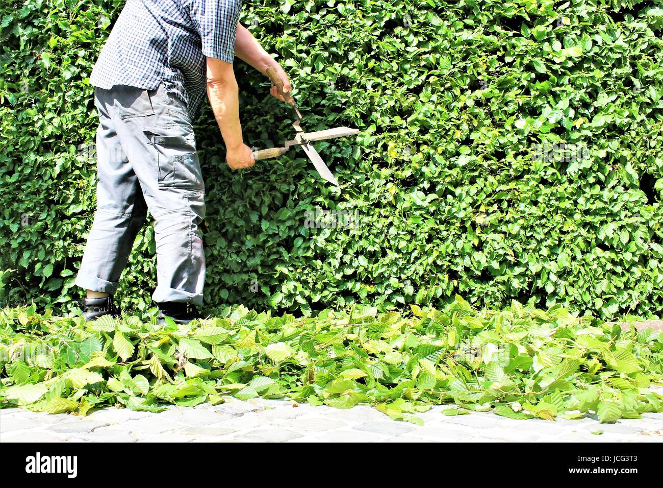 Hand trimming straw hi-res stock photography and images - Alamy