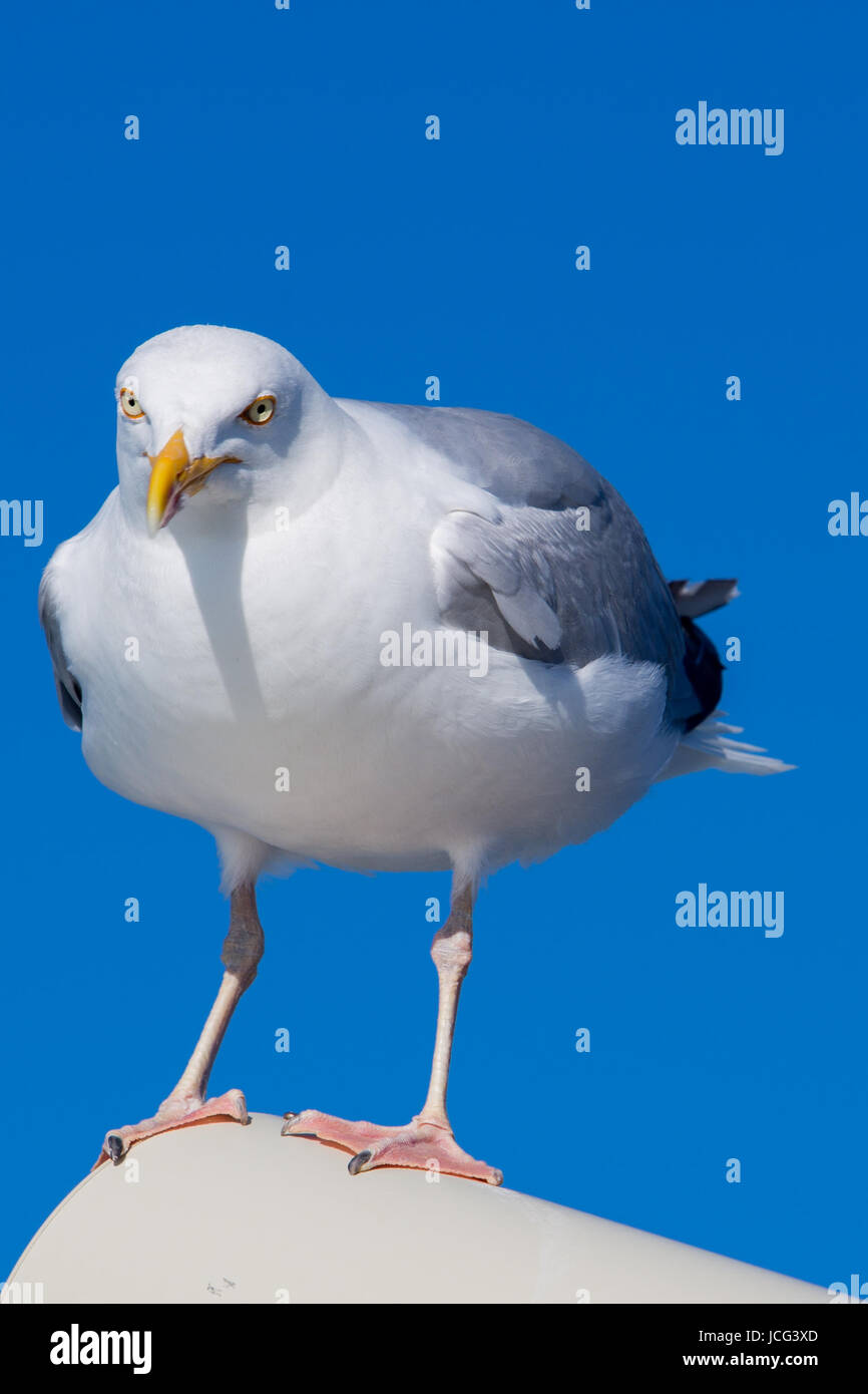 Closeup of Great Black-backed Gull (Larus marinus) with a clear blue ...