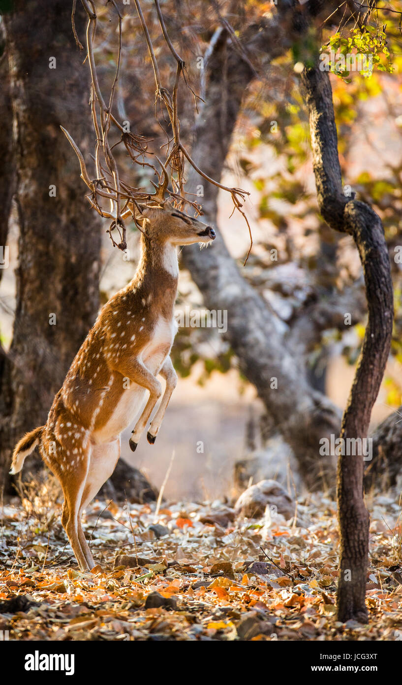 Deer with beautiful horns, standing on hind legs in jungle in the wild ...