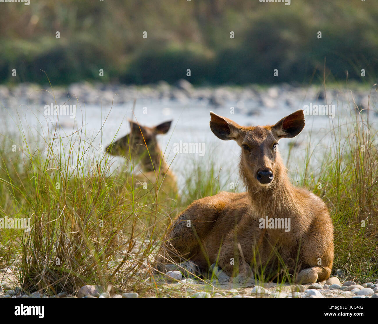 Deer lying on the river bank in the grass in the wild. India. National ...