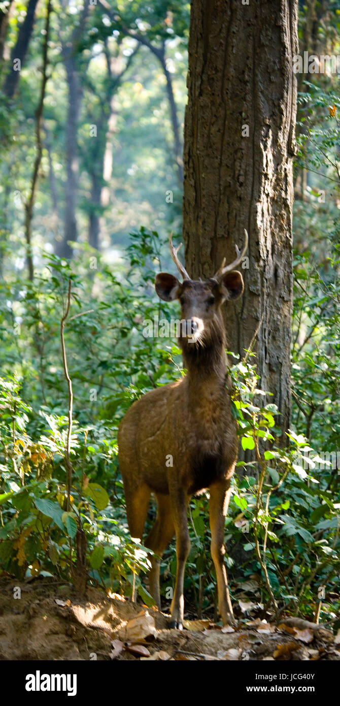 Deer with beautiful horns standing in the jungle in the wild. India ...