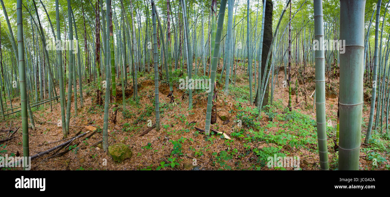 Panoramique view of a bamboo forest in Hangzhou, China Stock Photo - Alamy