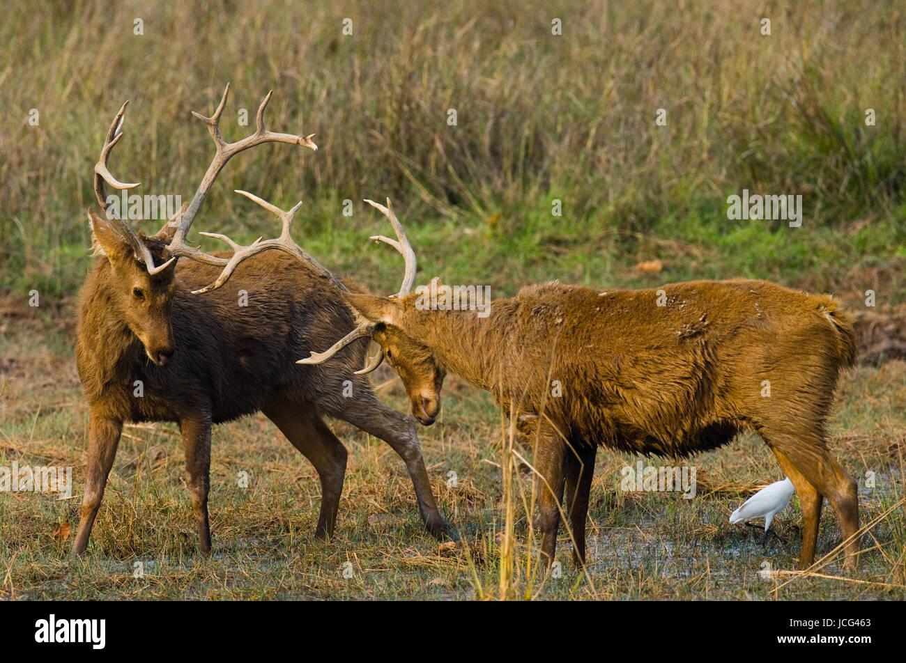 Two deer fighting each other in the mating season in the wild. India ...