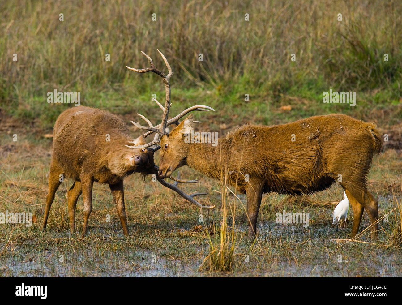 Two deer fighting each other in the mating season in the wild. India ...