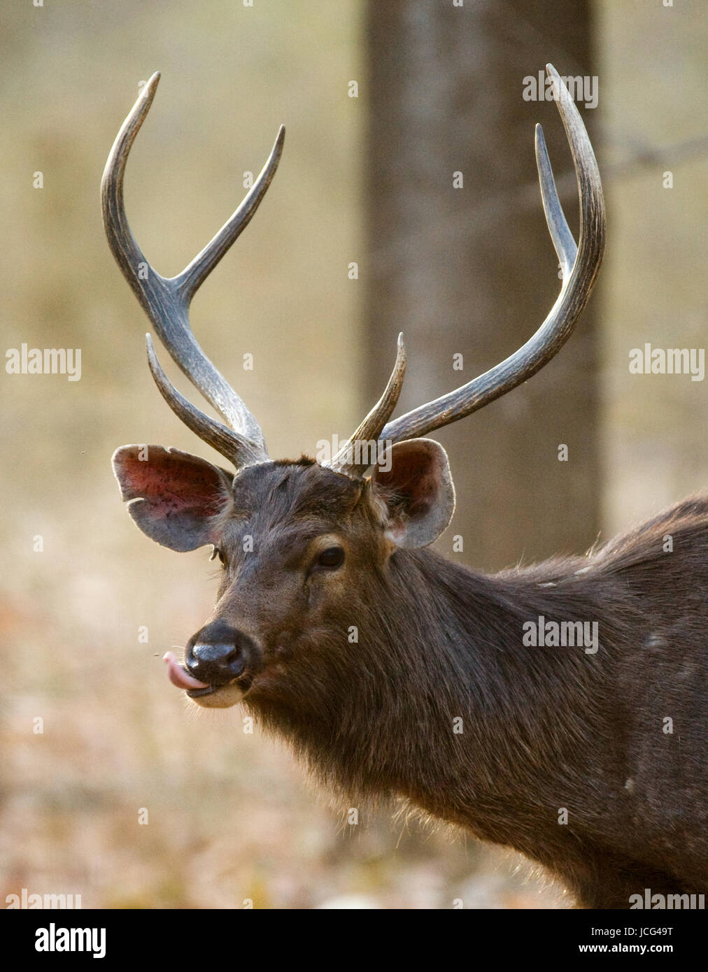 Beautiful deer hi-res stock photography and images - Alamy