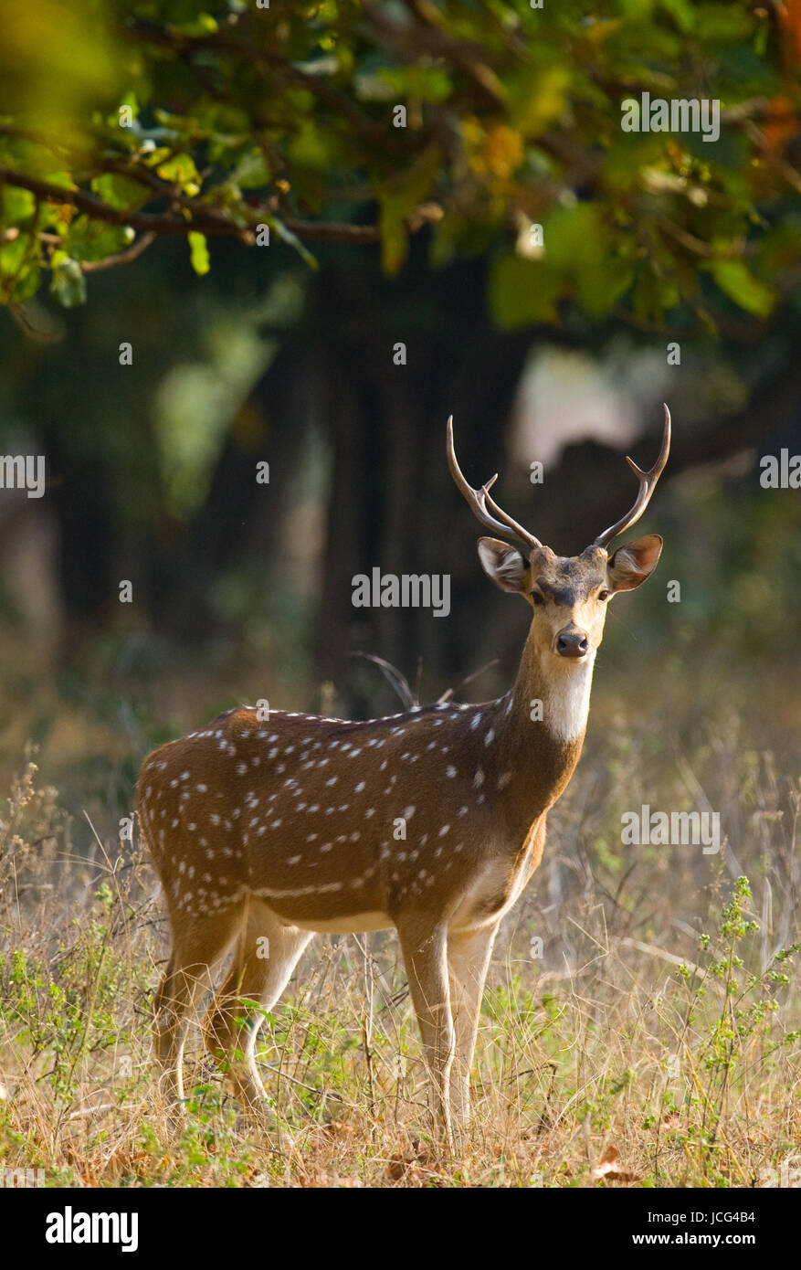 Deer with beautiful horns standing in the jungle in the wild. India ...