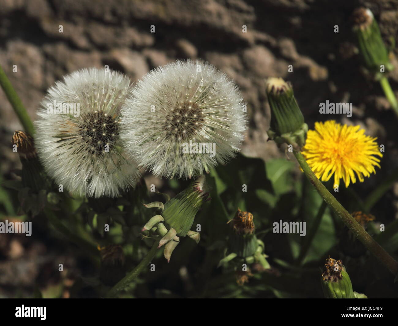 Samen pusten hi-res stock photography and images - Alamy