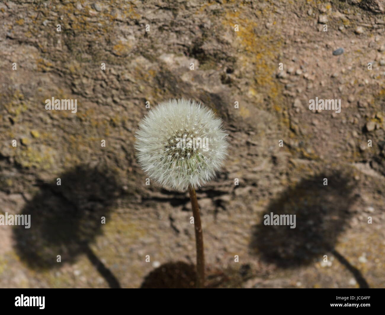 Nahaufnahme pusteblume hi-res stock photography and images - Alamy