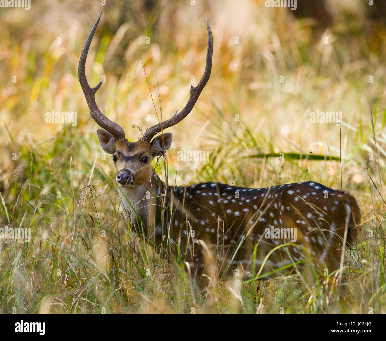 Deer with beautiful horns standing in the grass in the wild. India ...