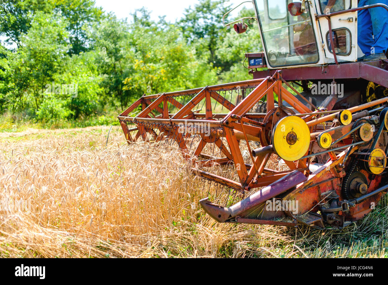 process of harvesting with combine, gathering mature grain crops from ...