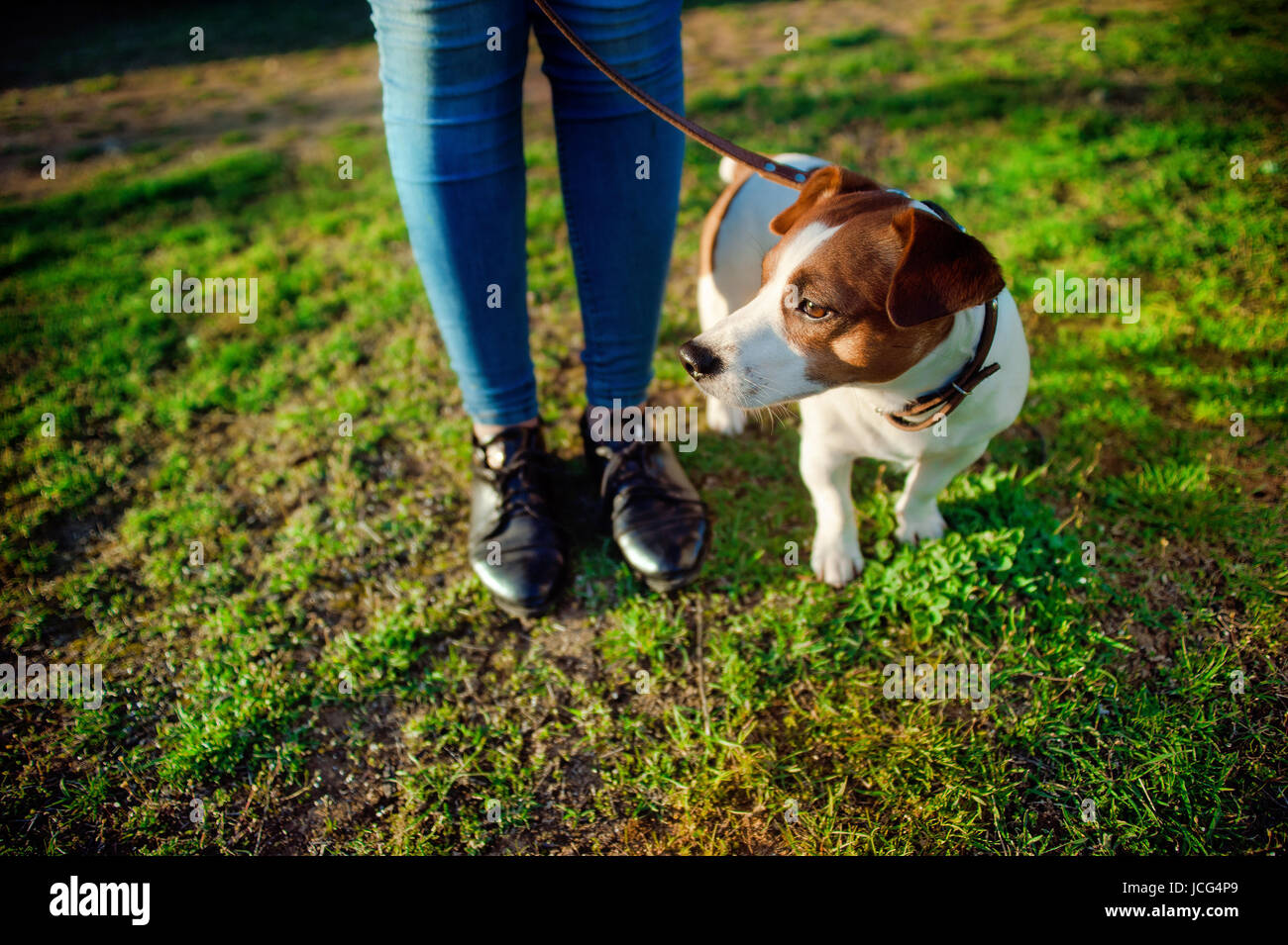 Cute dog playing near woman legs Stock Photo - Alamy