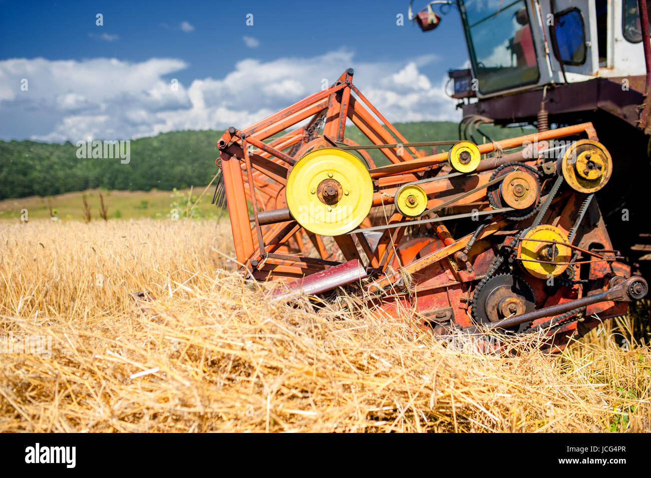 process of harvesting with combine, gathering mature grain crops from ...