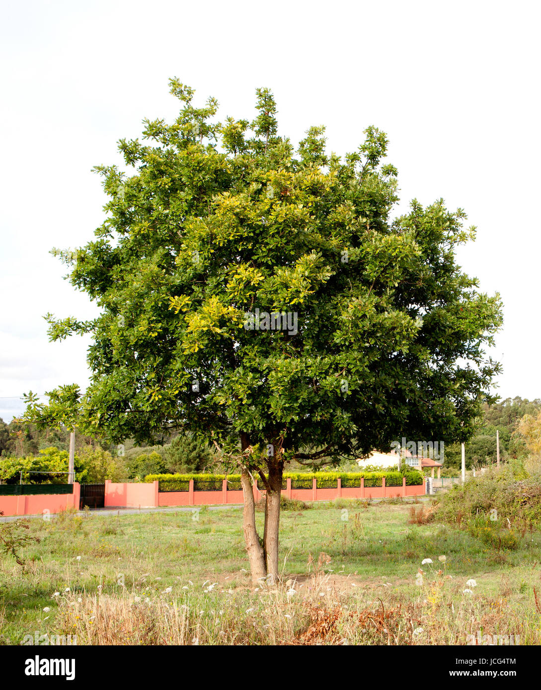 Beautiful chestnut in a field with leafy branches Stock Photo - Alamy