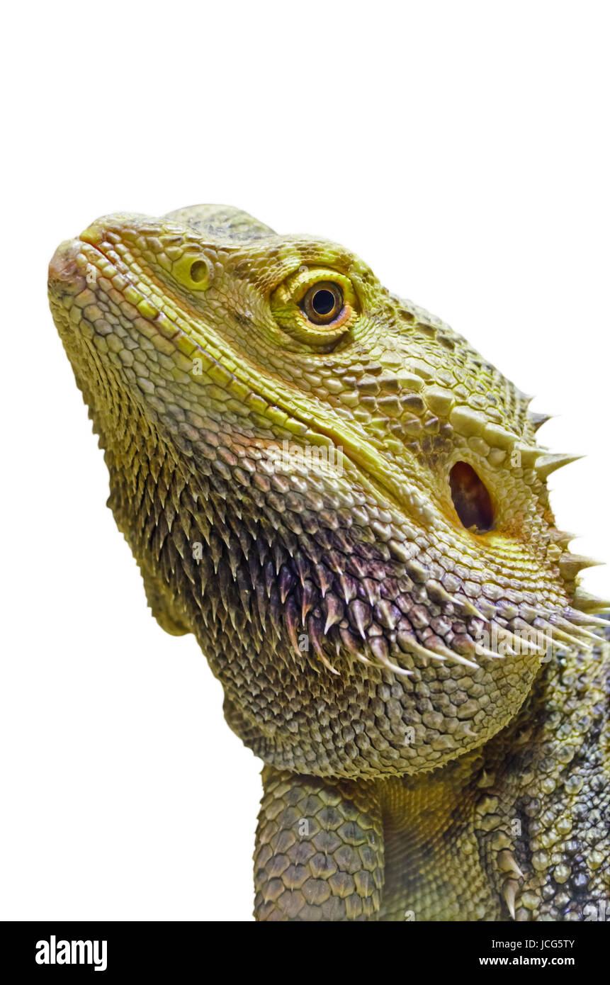 Close-up of Bearded Dragon head on white background Stock Photo - Alamy