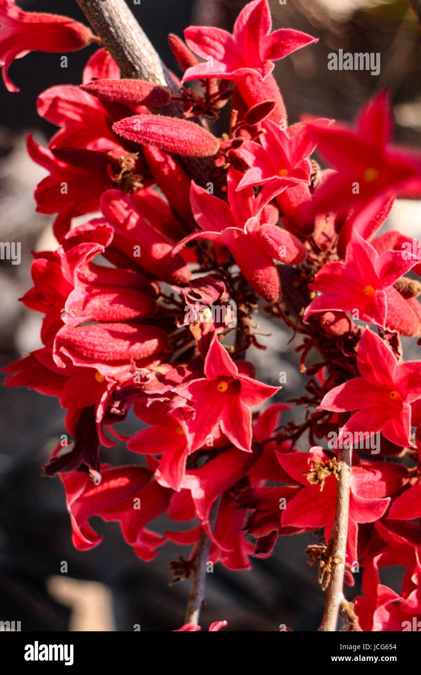 Rare tree from Australia : Brachychiton bidwilmii Stock Photo - Alamy