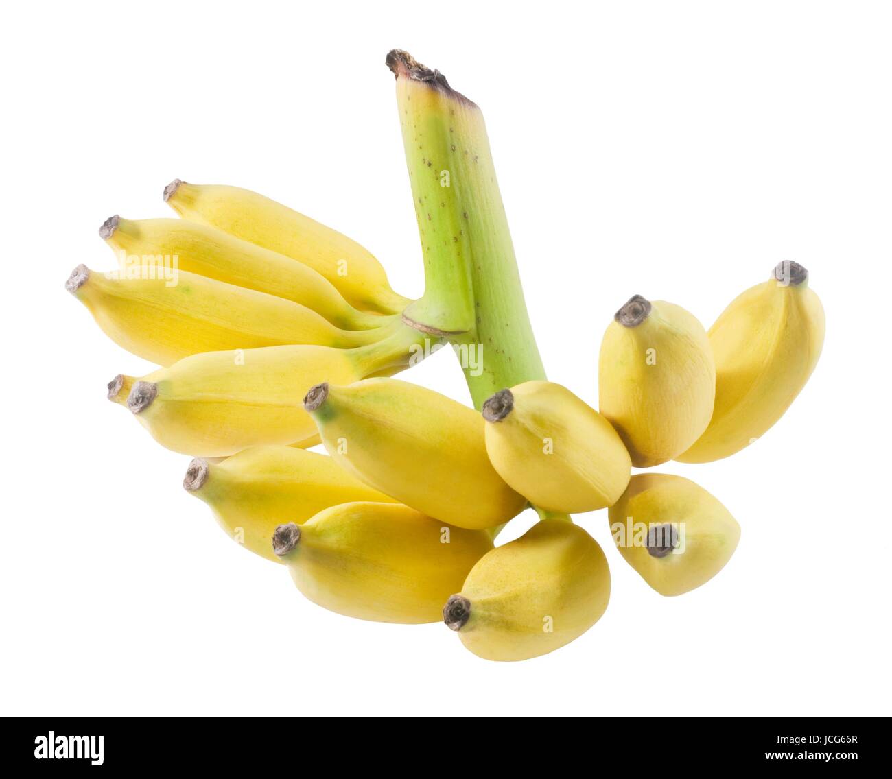 Fruits, Bunch of Ripe and Sweet Yellow Wild Bananas, Asian Bananas or ...