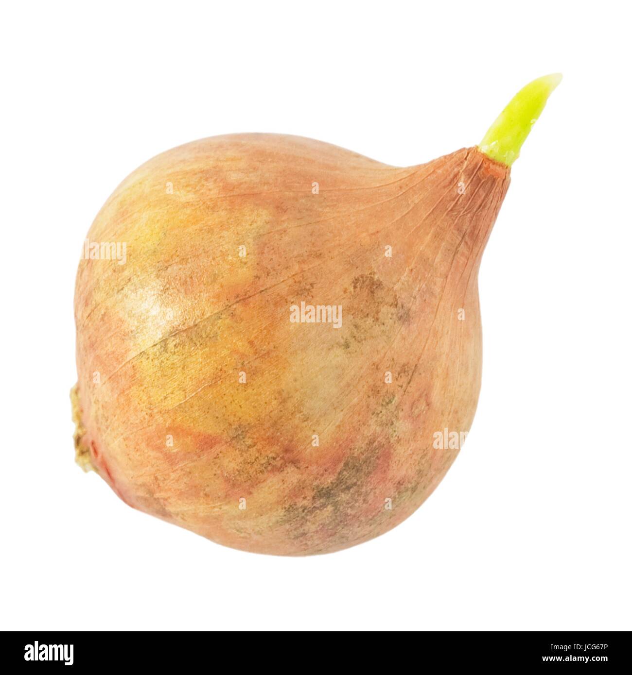 Vegetable and Herb, Close Up Fresh Onion Bulb with Green Sprouts Used ...