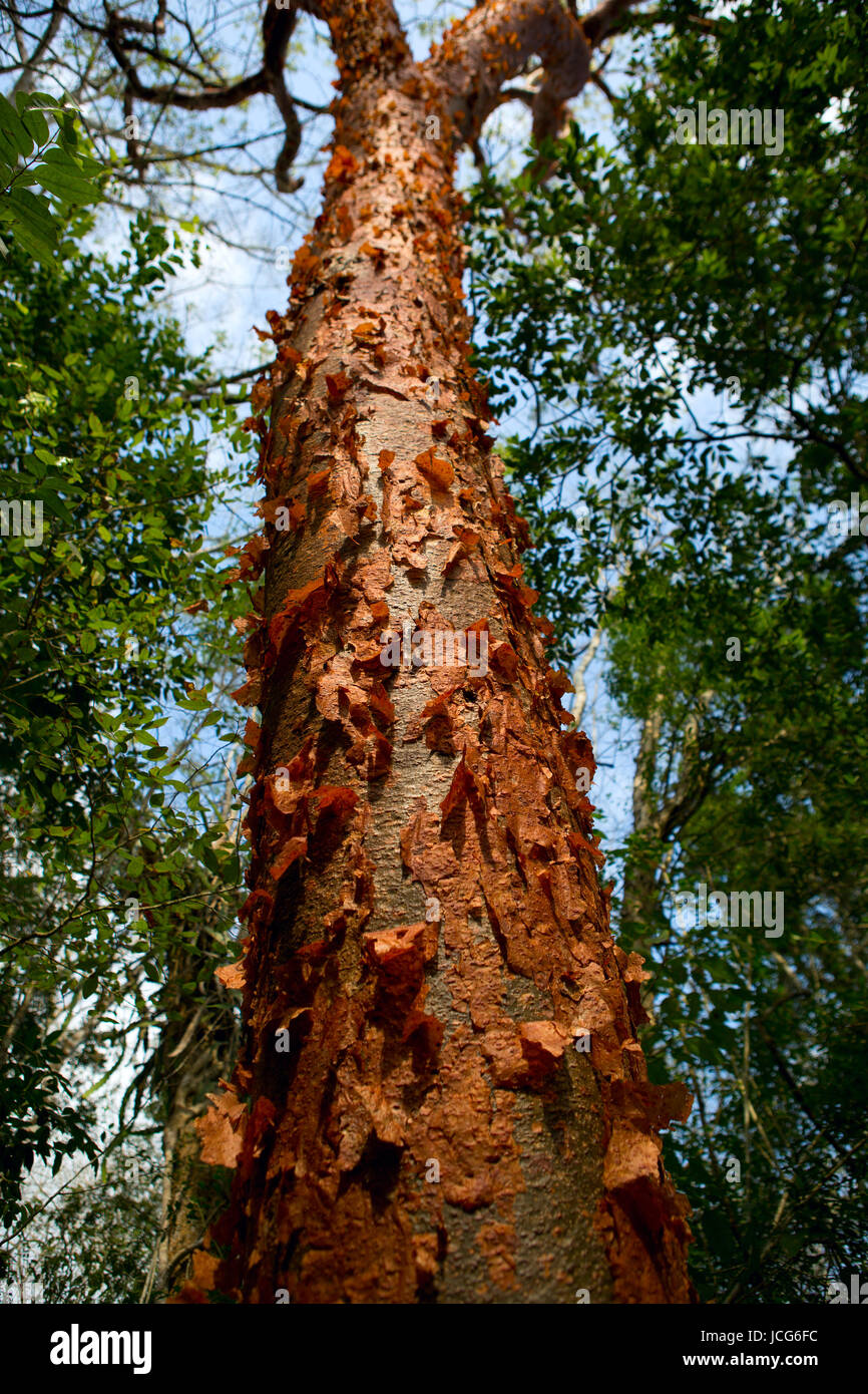 peeling exotic tree trunk in the jungle Stock Photo - Alamy