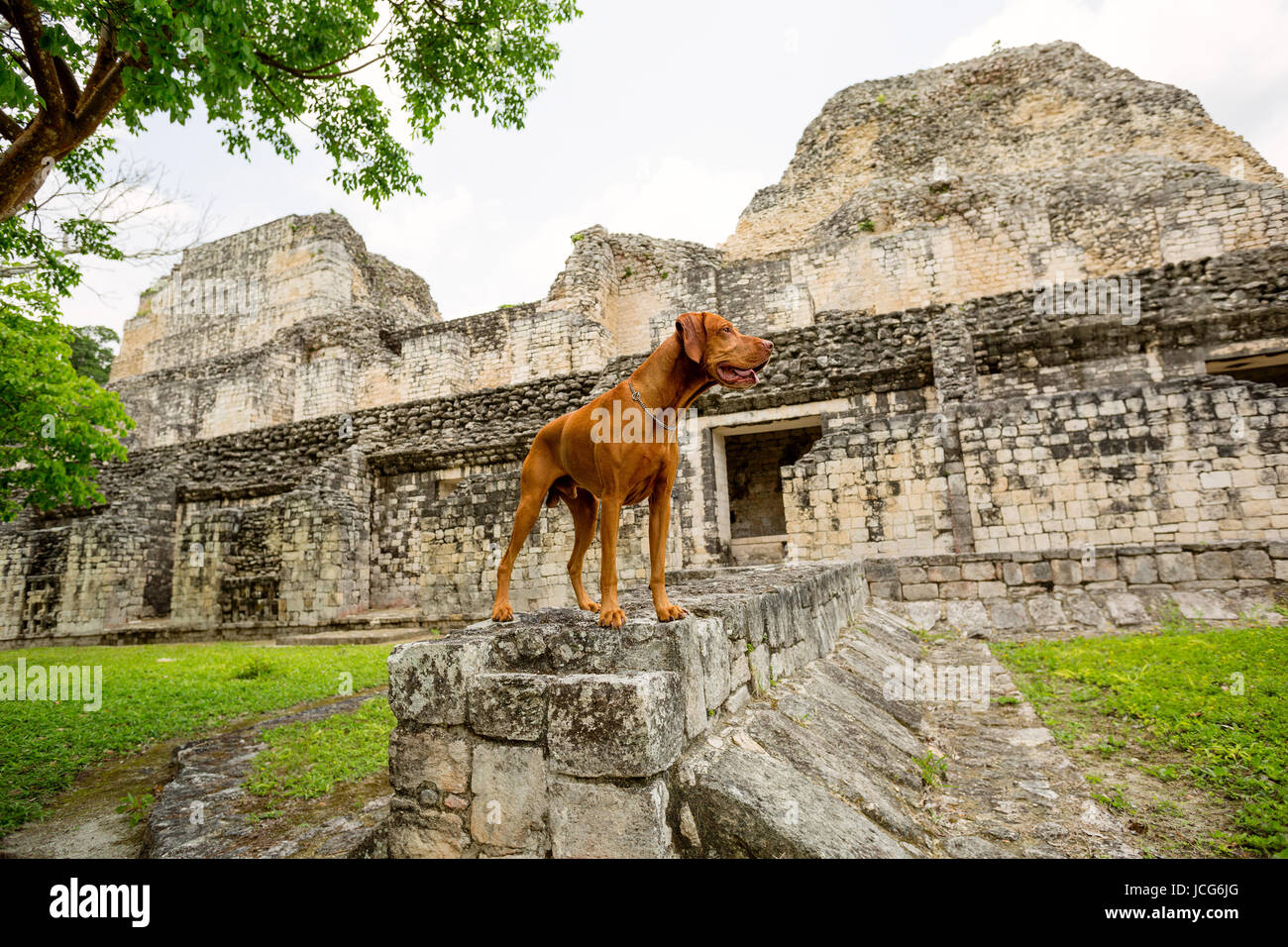dog standing in ancient Mayan ruins Stock Photo - Alamy