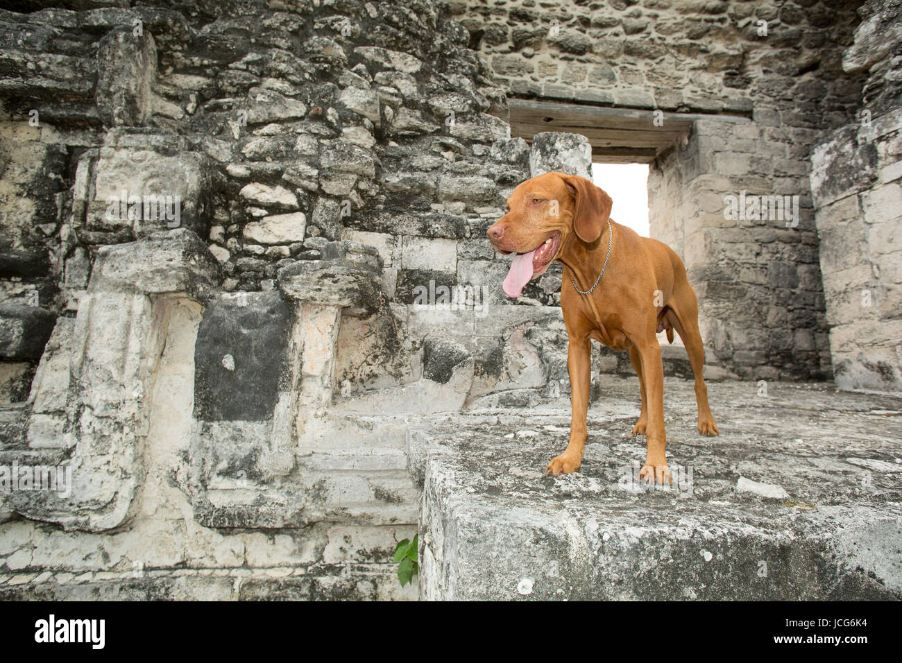 pure breed traveling dog standing in ancient ruins Stock Photo - Alamy