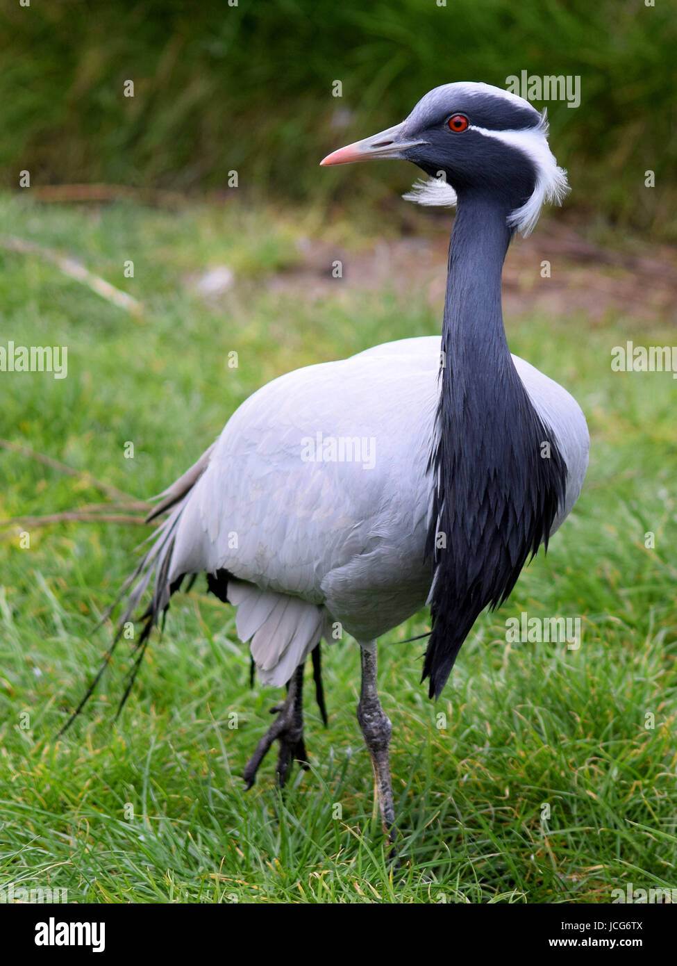Crane male hi-res stock photography and images - Alamy