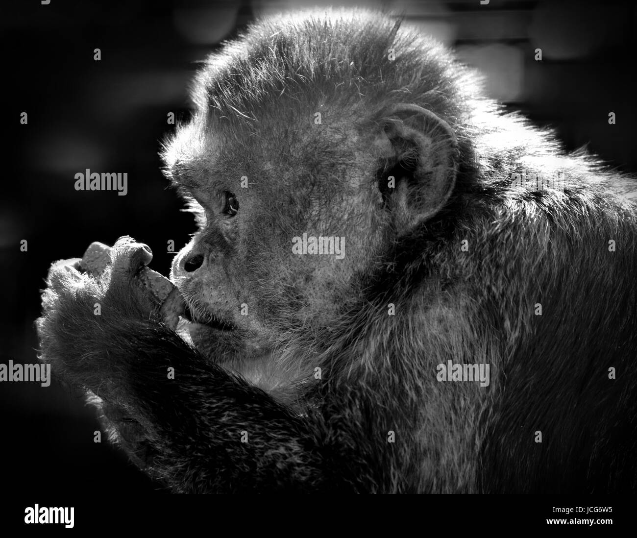 Capuchin black Black and White Stock Photos & Images - Alamy