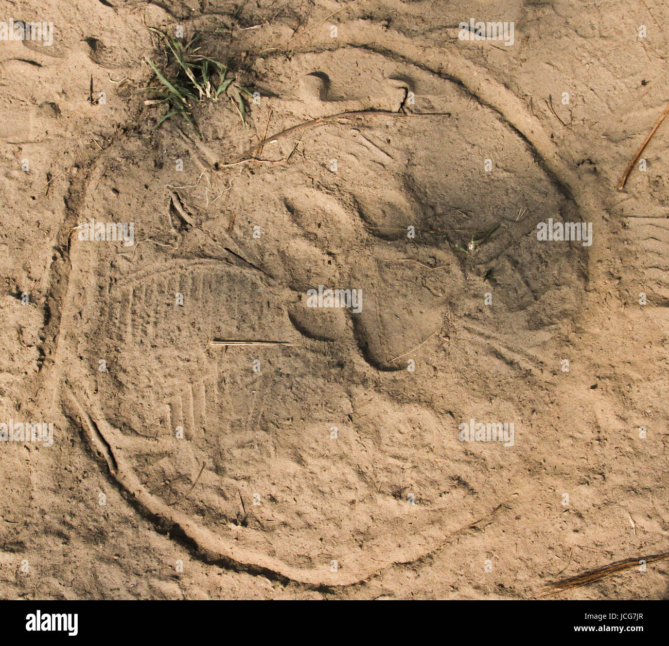 Paw structure hi-res stock photography and images - Alamy