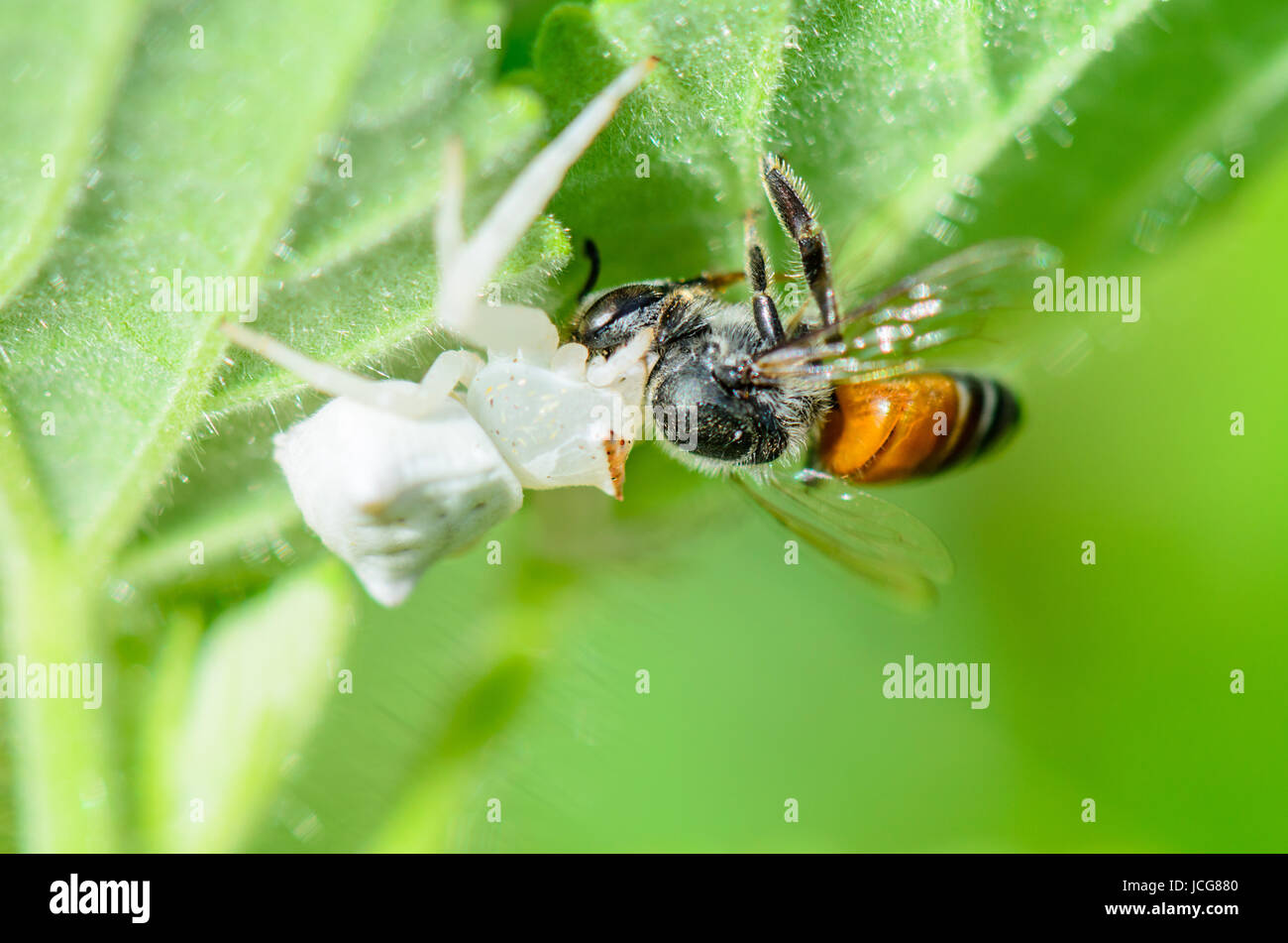 White Crab Spider has almost translucent head and legs catch bees and ...