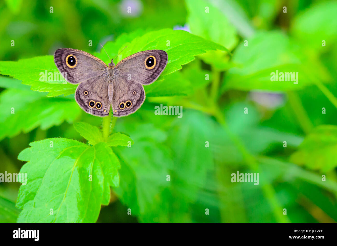 Common five ring hi-res stock photography and images - Alamy