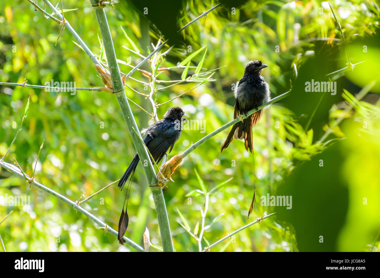 Greater Racket-tailed Drongo, Black birds perch on a tree. Was ...