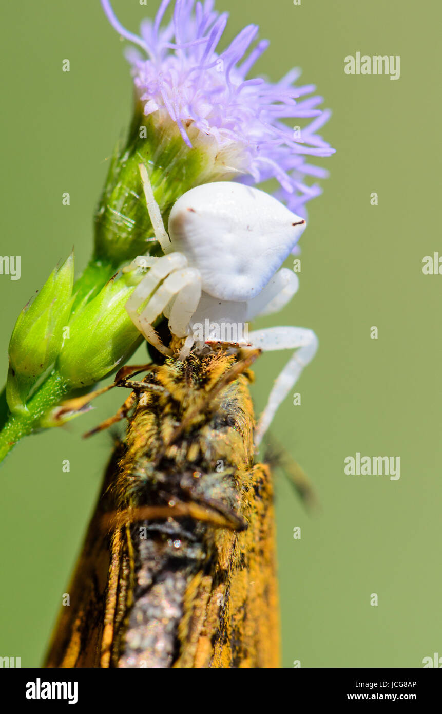 Close up white Crab Spider with captured butterfly on flower of the ...