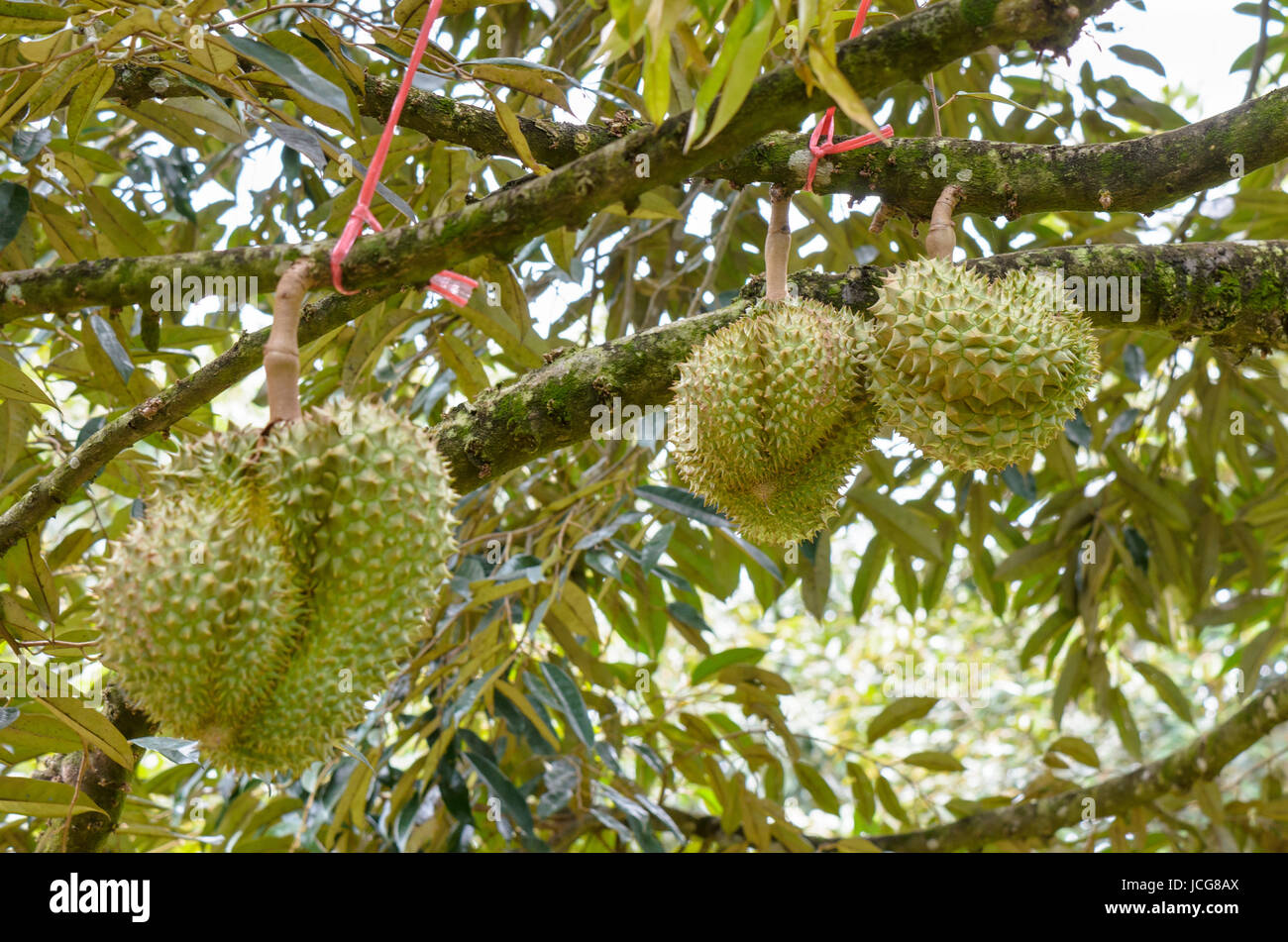 Durian ( Durio zibethinus ) on tree at orchard, King of fruits in ...