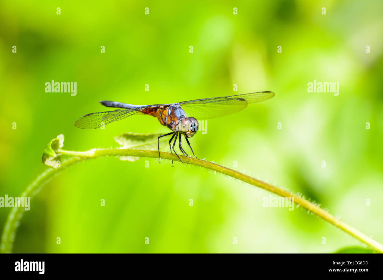 Dragonfly vine hi-res stock photography and images - Alamy