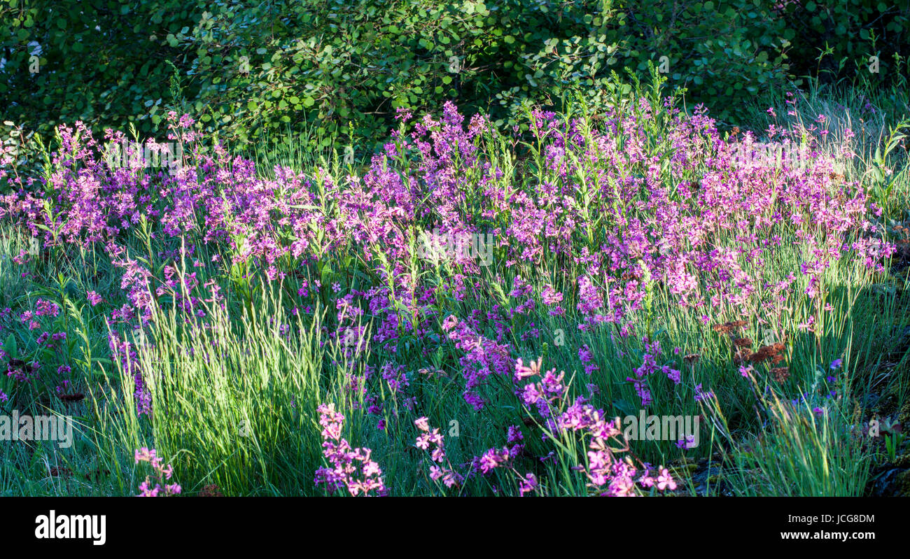 Viscaria Stock Photos & Viscaria Stock Images - Alamy