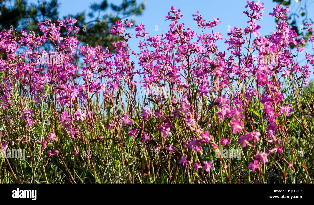 Sticky catchfly (Lychnis viscaria) flowering Stock Photo - Alamy