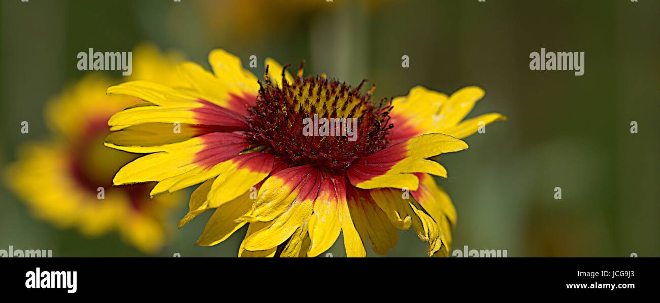 Beautiful flowerheads hi-res stock photography and images - Alamy