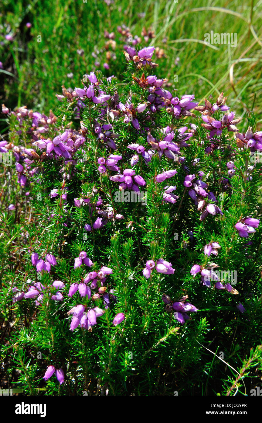 Irish heath daboecia cantabrica hi-res stock photography and images - Alamy