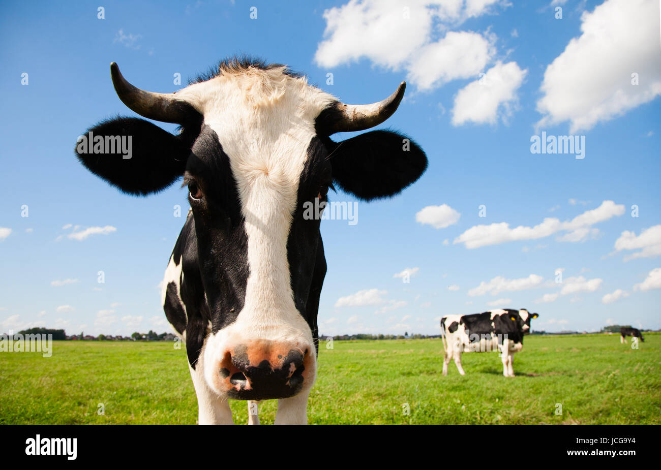 Portrait of a Dutch cow Stock Photo - Alamy
