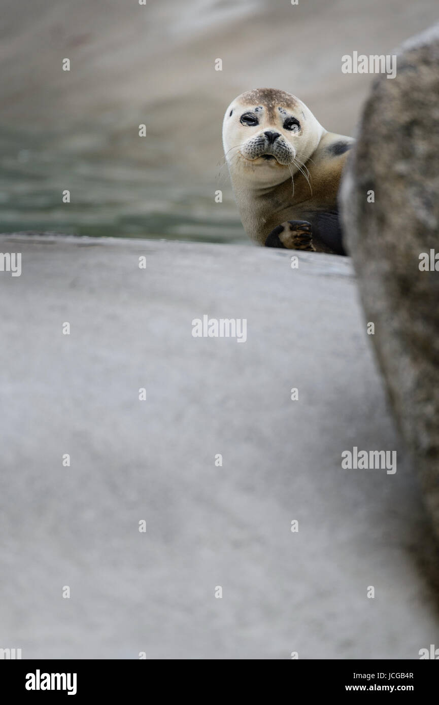 jetblack deep black Stock Photo - Alamy