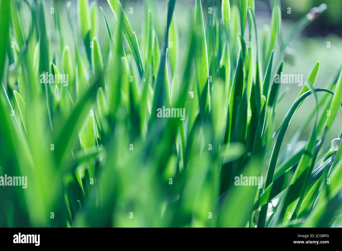 The fresh green grass in sunshine. Shallow Dof Stock Photo - Alamy