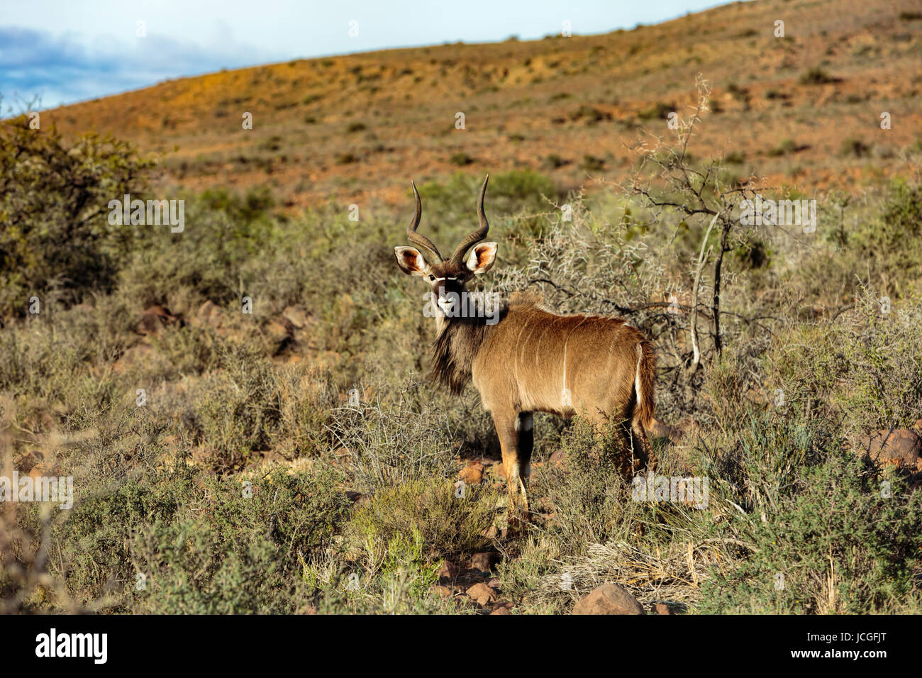 Single male Greater Kudu (Tragelaphus strepsiceros) showing a full body ...