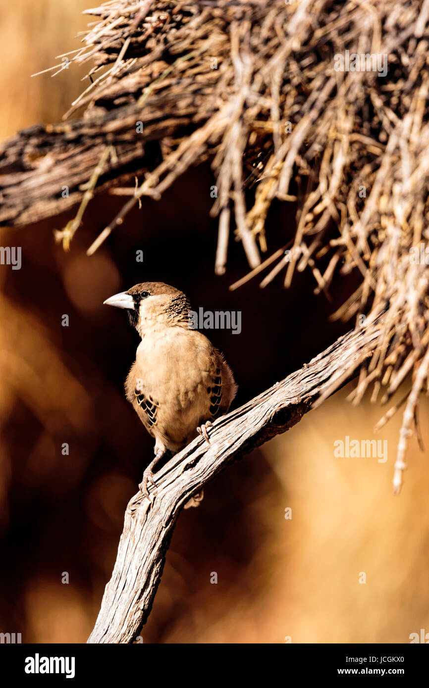 South african weaver birds hi-res stock photography and images - Alamy