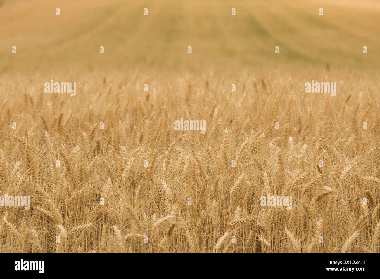 Fields of rye Stock Photo - Alamy