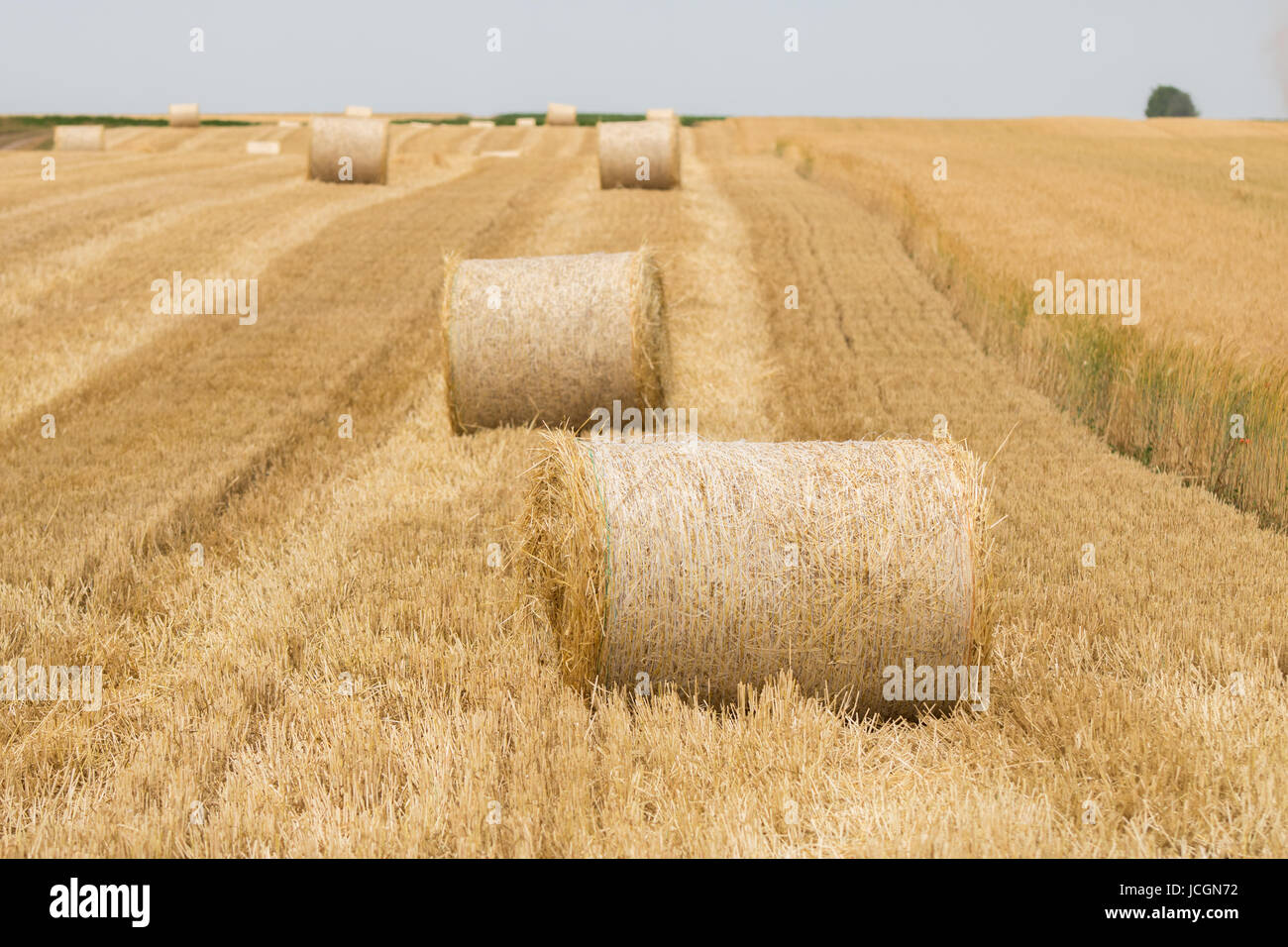 Rolls of haystacks in the fields Stock Photo - Alamy
