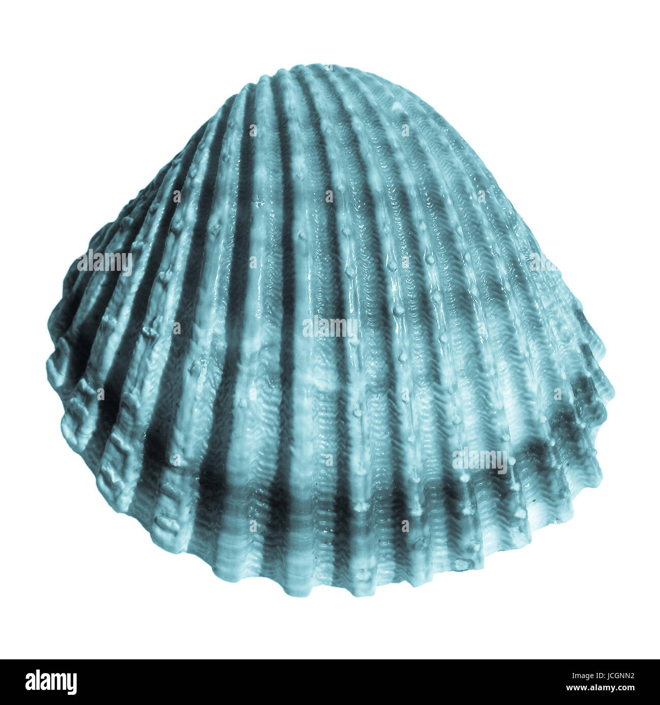 Isolated sea shell over white background picture - cool cyanotype Stock ...