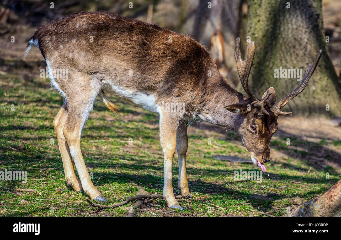 Heimische tiere hi-res stock photography and images - Alamy