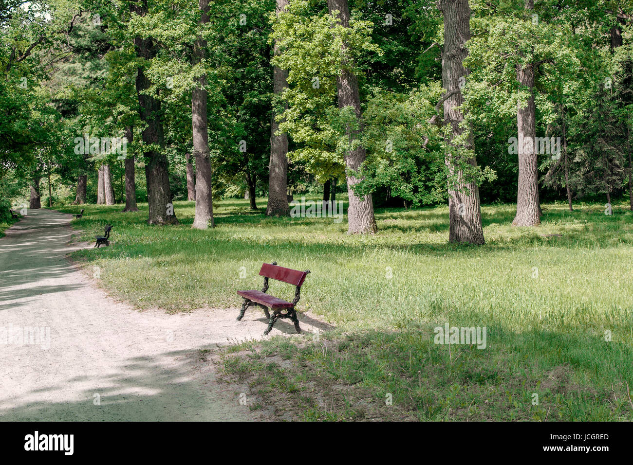 Image of a bench in an oak tree near a path in the arboretum Stock ...
